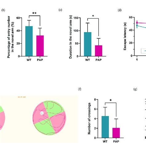 Evaluation Of Learning And Memory Ability Evaluation In Wt And Pap Download Scientific Diagram