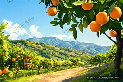 Ai创作图黄桃树插画 赣南脐橙插画 赣南脐橙包装插画 爱媛橙插画 果场插画 芒果采摘园插画 沃柑包装插画 手绘黄桃壁纸 伦晚脐橙插画 果园插画包装 柑橘果园图片 夏橙包装插画 砂糖橘插画设计