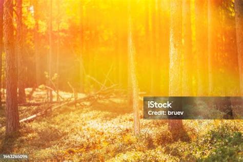 밝고 화창한 가을날의 소나무 숲 숲 나무 숲 사이로 빛나는 태양 여름 숲 풍경에서 일몰 일출 태양에 흠뻑 젖은 숲 복사 공간 복사 공간 메리 가을 시즌 0명에 대한 스톡