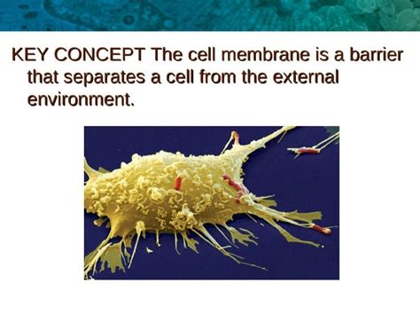 Ppt Membrane And Diffusion Notes Dokumentips