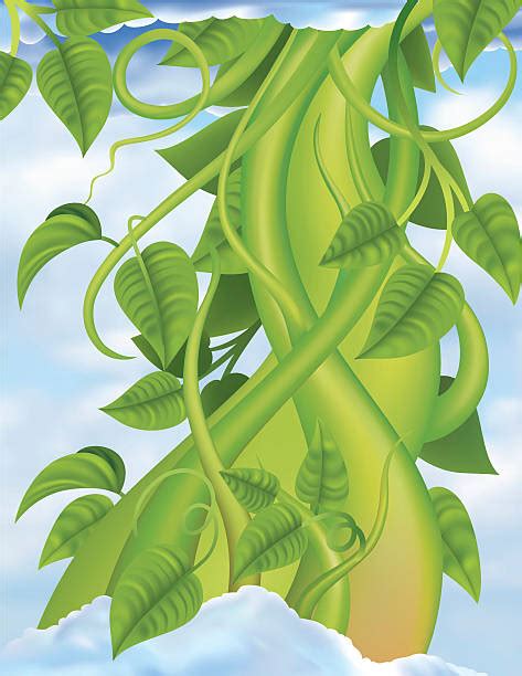 Best Bean Stalk Illustrations Royalty Free Vector Graphics And Clip Art Istock