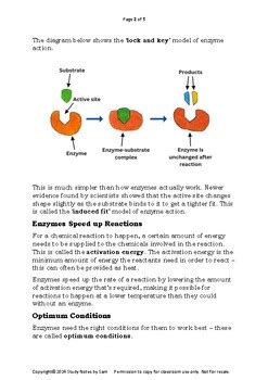 Enzymes Study Guide Practice Questions For Biology By Study Notes By Sam