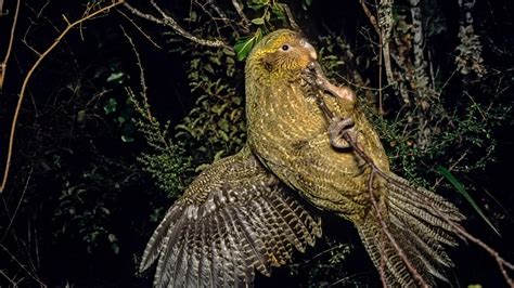 Island Conservation Kakapo Population Gets A Much Needed Boost Island Conservation