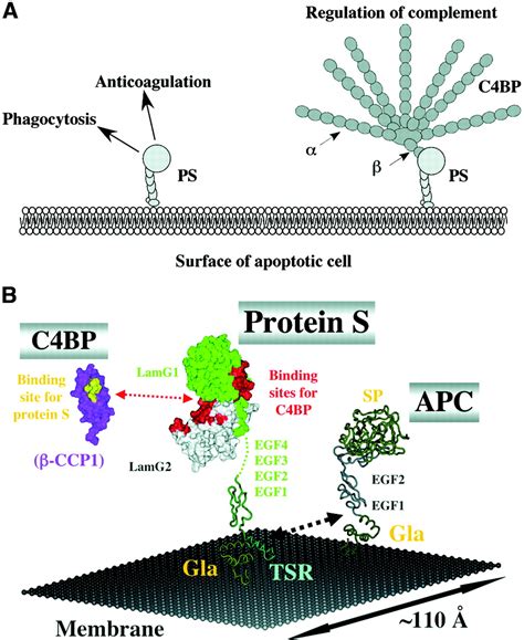 Regulation Of Blood Coagulation By The Protein C Anticoagulant Pathway