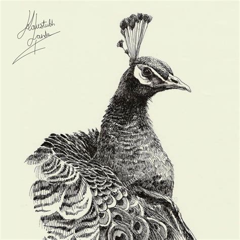 Top 999 Peacock Pencil Drawing Images Amazing Collection Peacock Pencil Drawing Images Full 4k