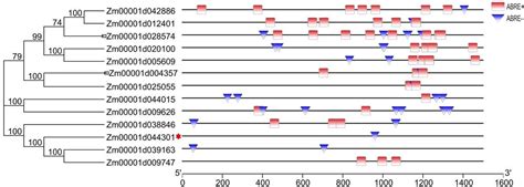 Figure 2 Phylogenetic Analysis Of Zm00001d044301 And Other Pp2ca