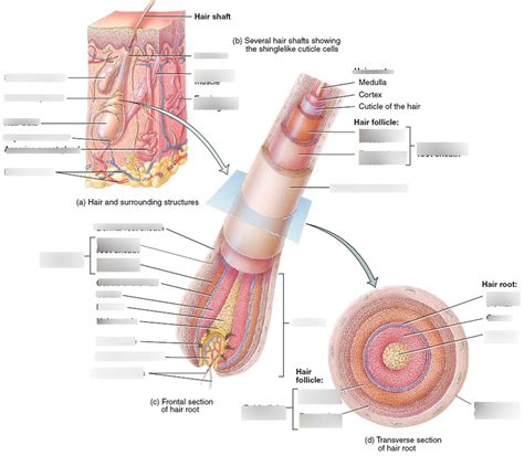 7 4 Structure Of Hair And Follicle Diagram Quizlet