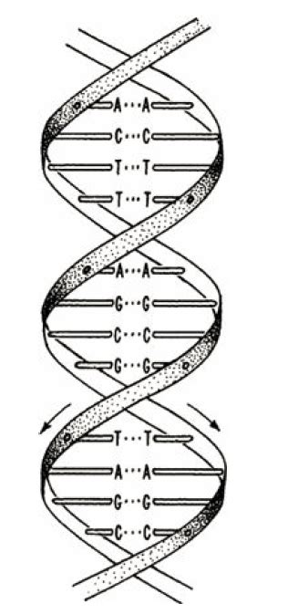 “照片51”：dna双螺旋的阿凡达 返朴的财新博客 财新网