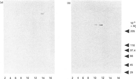 Immunoblot Analysis Of Sucrose Gradient Fractions Samples 120u1 Of Download Scientific