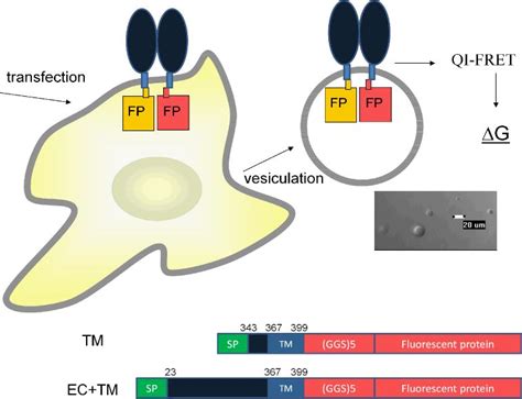 The Extracellular Domain Of Fibroblast Growth Factor Receptor Inhibits Ligand Independent