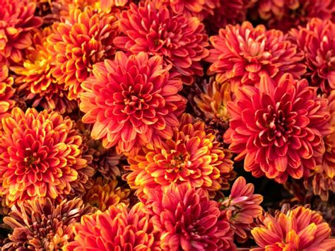 How To Grow Mums Complete Care Guide For A Fall Favorite Gardening