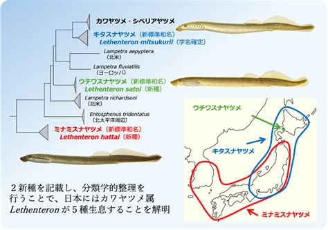 新種ウチワスナヤツメとミナミスナヤツメを報告～日本産カワヤツメ属は2新種を含む5種に～ テック・アイ生命科学