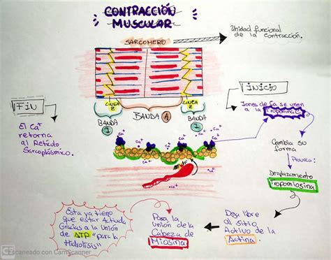Hoja De Trabajo De Contracción Muscular