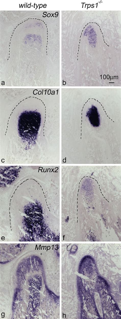 Abnormal Cartilage Gene Expression In Trps1 Mutants At E185 In Situ