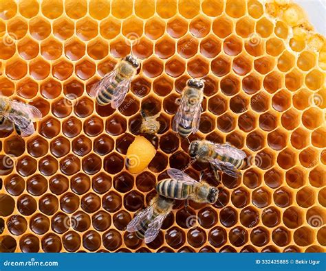 Bee Larvae And Cocoons Stock Illustration Illustration Of Plant