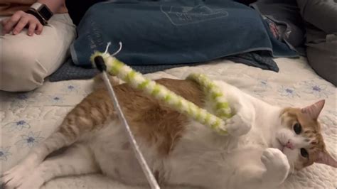 무서운 맹수의 사냥놀이 Youtube