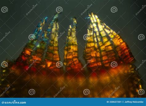 Peristome Of A Moss Dicranum Fulvum With Polarization At 200x Stock