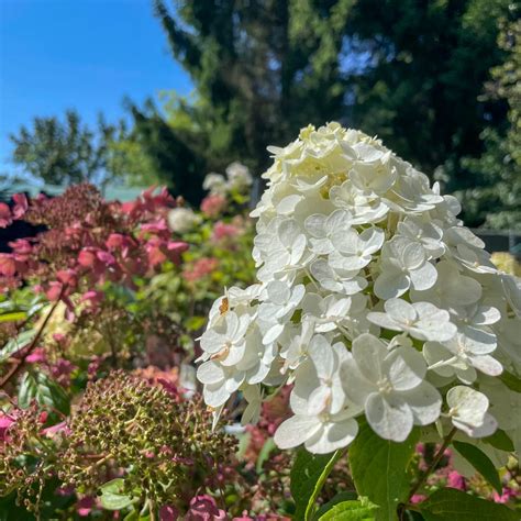 Rispenhortensie 'Magical Mont Blanc'® - Hydrangea paniculata 'Magical ...