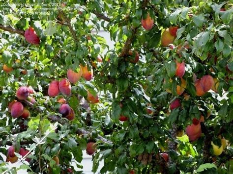 Luisa Plum Tree Garden Inspiration Plum Tree Fruit Trees