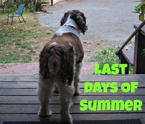 Last Days Of Summer Three Chickens And A Boat