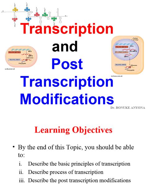 Lecture 4 Transcription And Post Transcription Modifications Pdf Messenger Rna