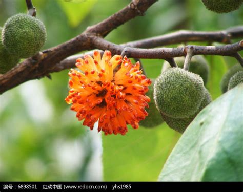 构树果实高清图片下载红动中国