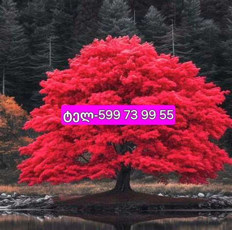 ყვავილები და მცენარეები 577105296 On Reels