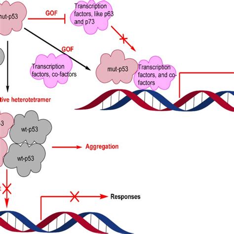 Mutant P53 Hotspot Mutations Loss Of Function Lof Gain Of Function Download Scientific