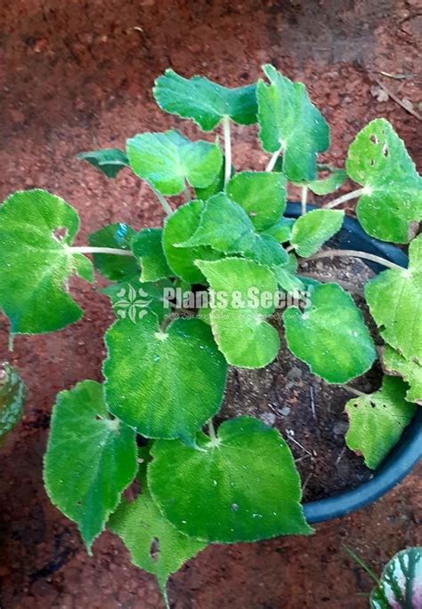 Bigoniyas Plants And Seeds