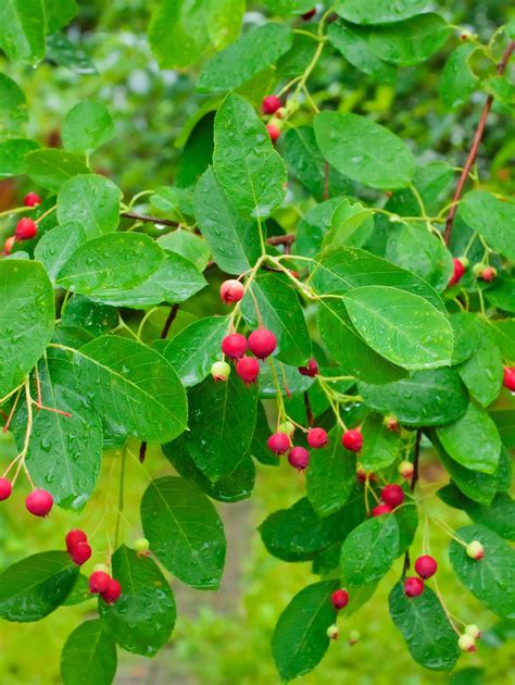 Serviceberries — Raintree Nursery