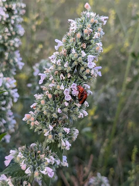 What Are These Red Bugs Doing It On My Catnip In The Midwest R Whatsthisbug