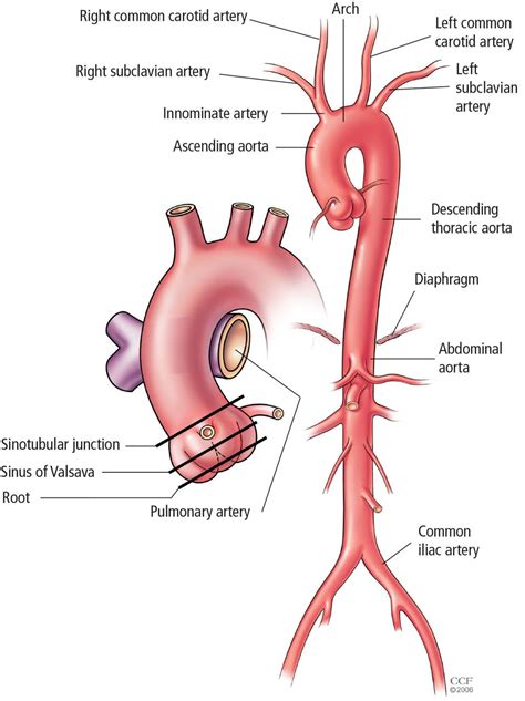 Ascending And Descending Aorta