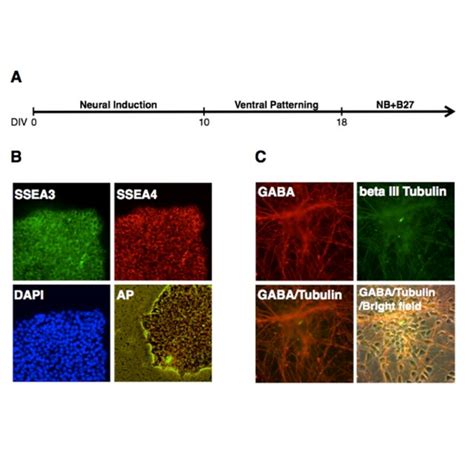Neuronal Differentiation Of H1 Hescs A Schematic Diagram For