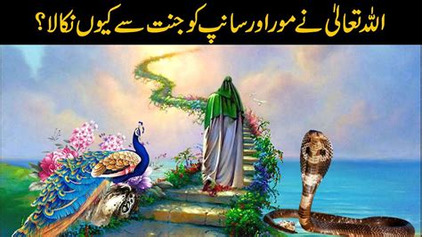 Mor Ko Jannat Se Kyon Nikala Gaya Hazrat Adam Aur Hawa Ko Jannat Se