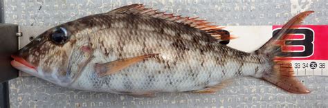 フエフキダイ属 のりおの夏休み魚図鑑