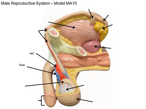 Male Diagram Quizlet