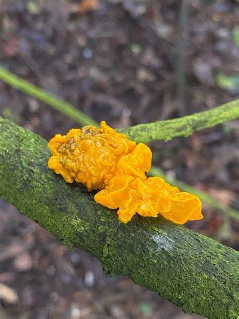 Yellow Brain Fungus A Witchs Curse