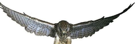 Who Is Xiao True Form Powers And Tattoo {theory} R Genshin Lore