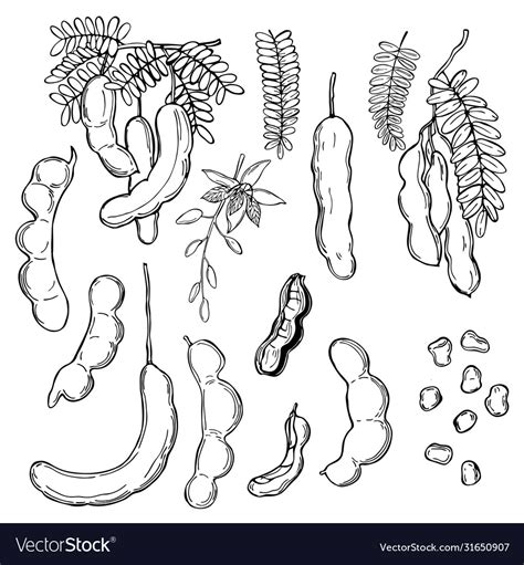 Tamarind Tree Drawing Easy At Sean Goss Blog