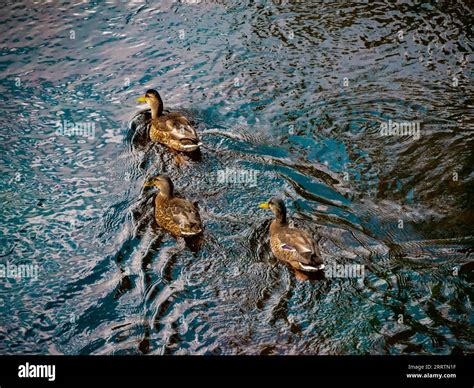 A Group Of Three Mallard Ducks Swimming In The River European Birds