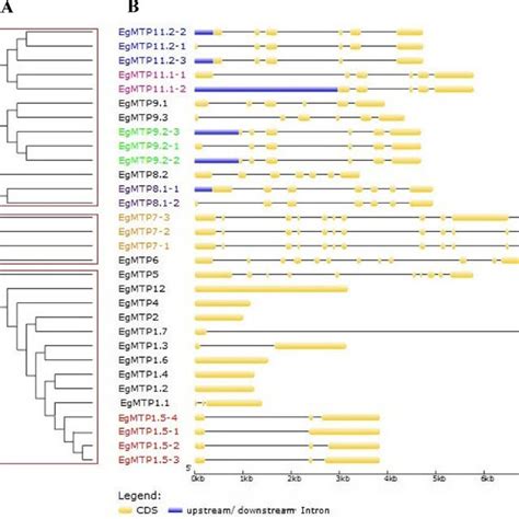 Phylogenetic Relationship And Gene Structures Exon Intron Download Scientific Diagram