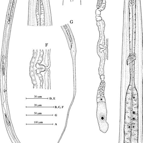 Mesodorylaimus Guarani Andrássy 1968 Female A Entire B Anterior