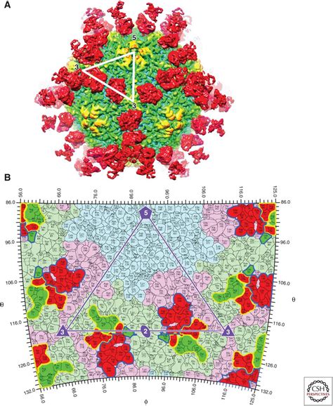 Hepatitis A Virus Capsid Structure