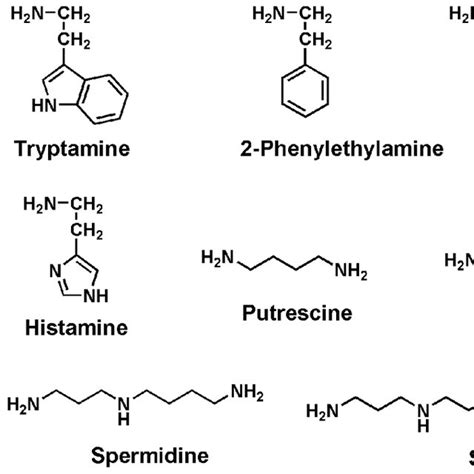 The Structures Of Biogenic Amines Found In Foods Download Scientific