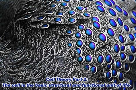 Parts Of Cell Theory Modern Cell Theory History Of Cell Theory