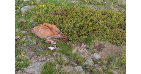 Бракониери убиха 2 диви кози в Национален парк Централен Балкан