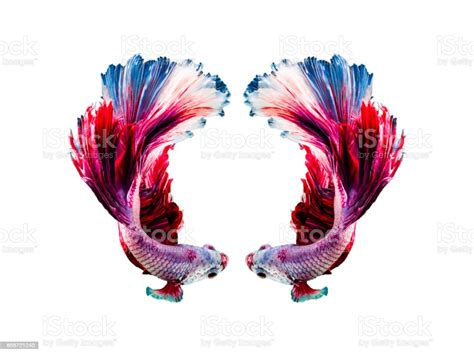 운동과 심장 모양 발렌타인 데이 클리핑 경로와 흰색 배경에 고립의 개념 구성에 샴 싸우는 물고기 Betta Splendens