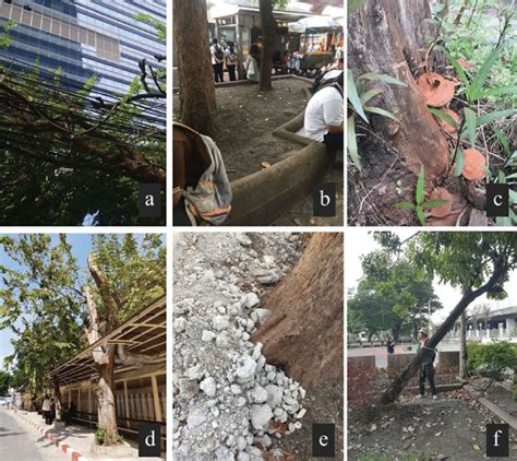 Common Tree Defects And Conditions Affecting Tree Health A Conflicts Download Scientific