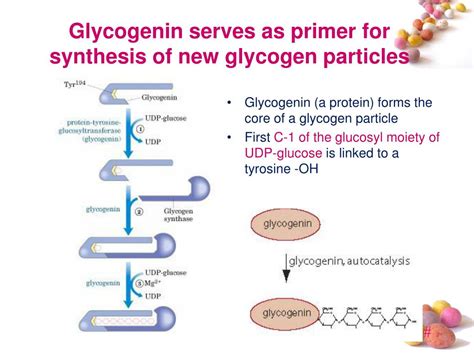 Ppt Glycogen Metabolism Powerpoint Presentation Free Download Id