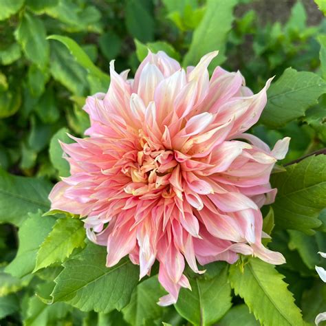 Dahlia Penhill Watermelon Ruby Moon Floral